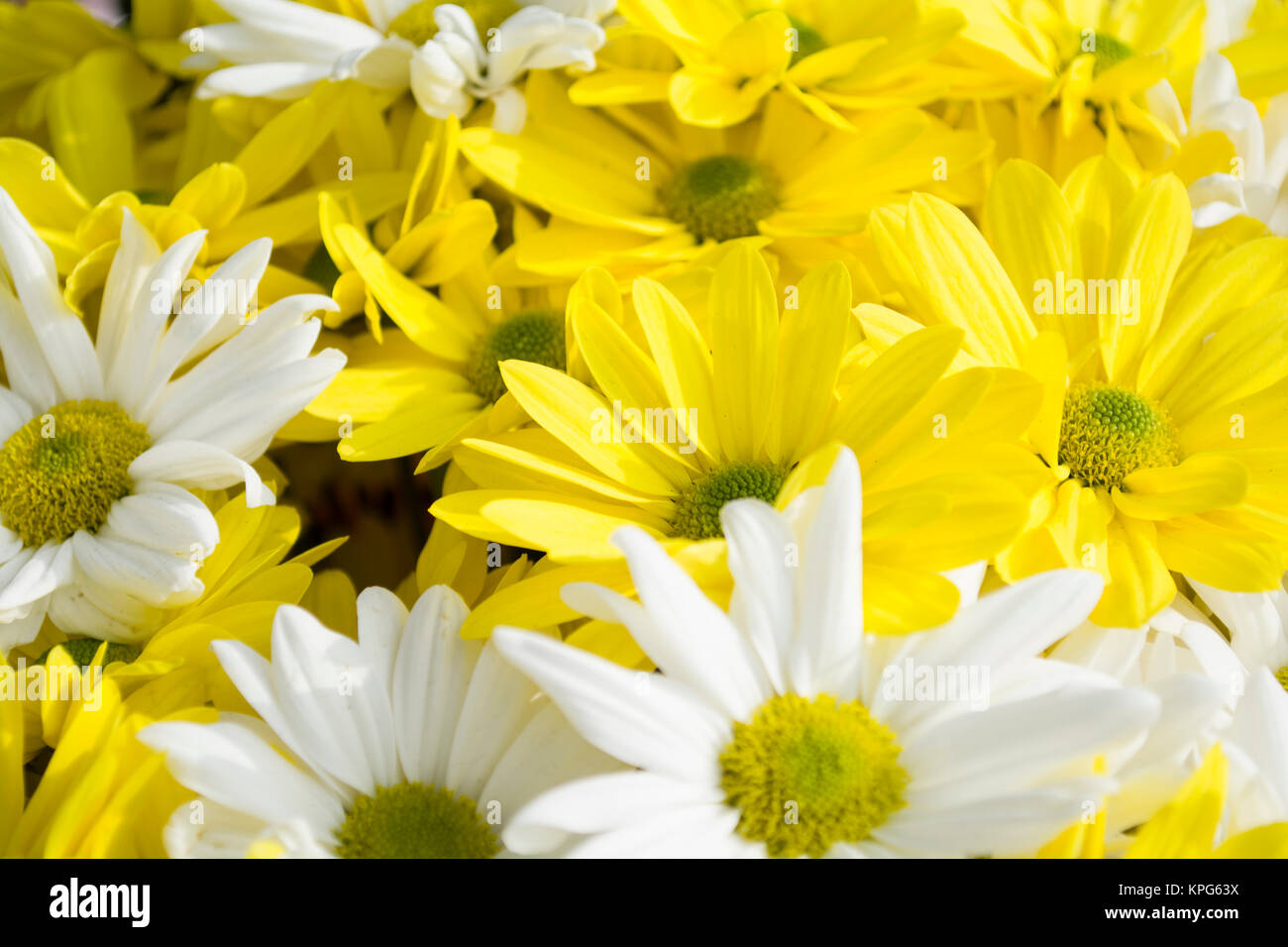 yellow white paper flowers seamless background Stock Photo - Alamy
