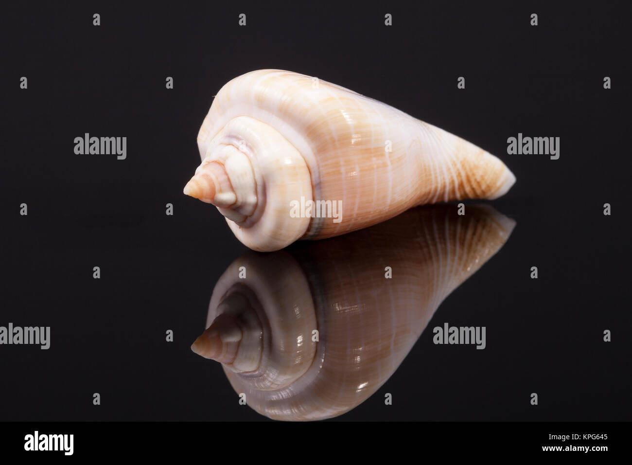 single seashell isolated on black background Stock Photo - Alamy
