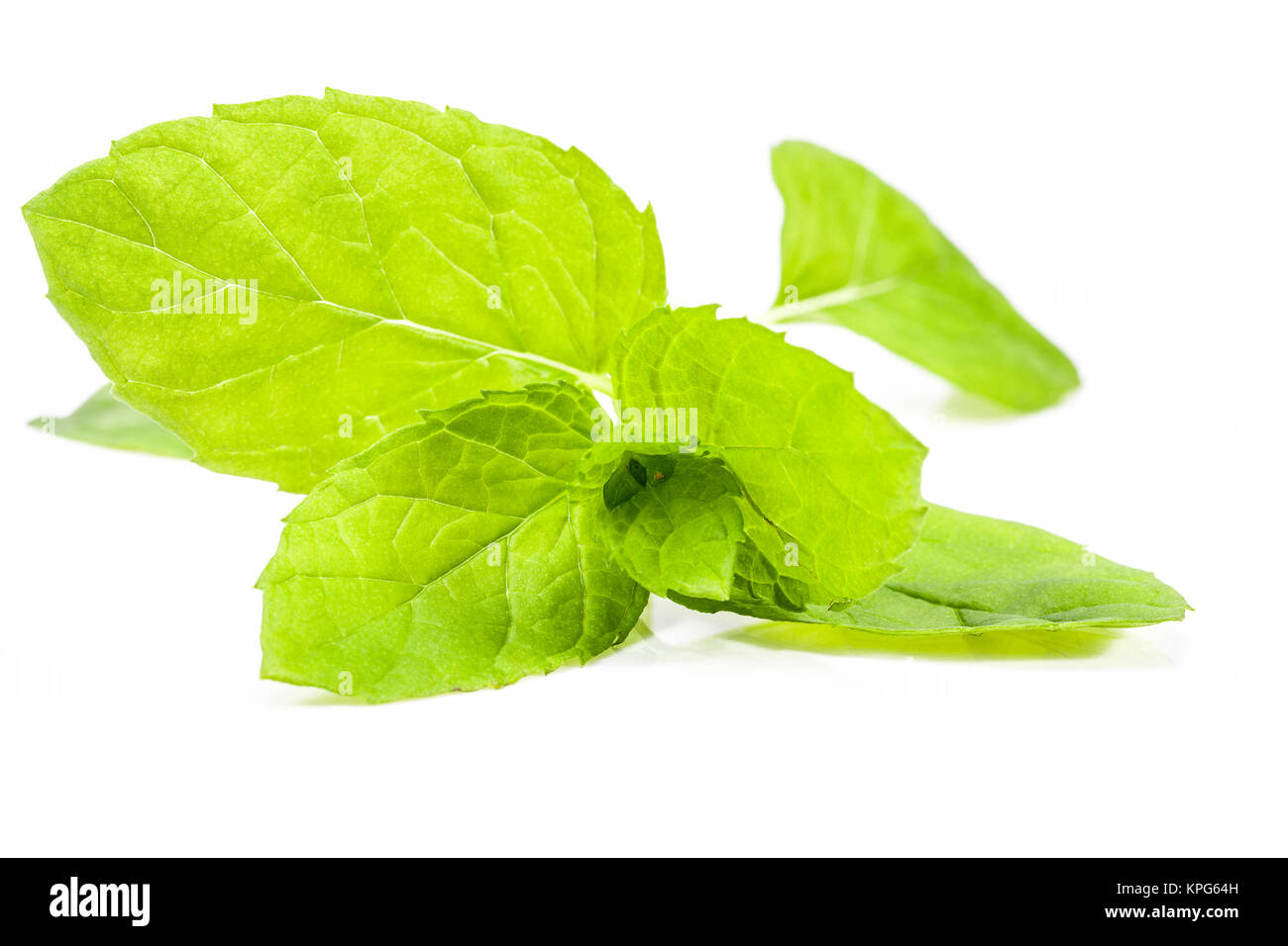 some leaves of peppermint isolated on white background Stock Photo - Alamy