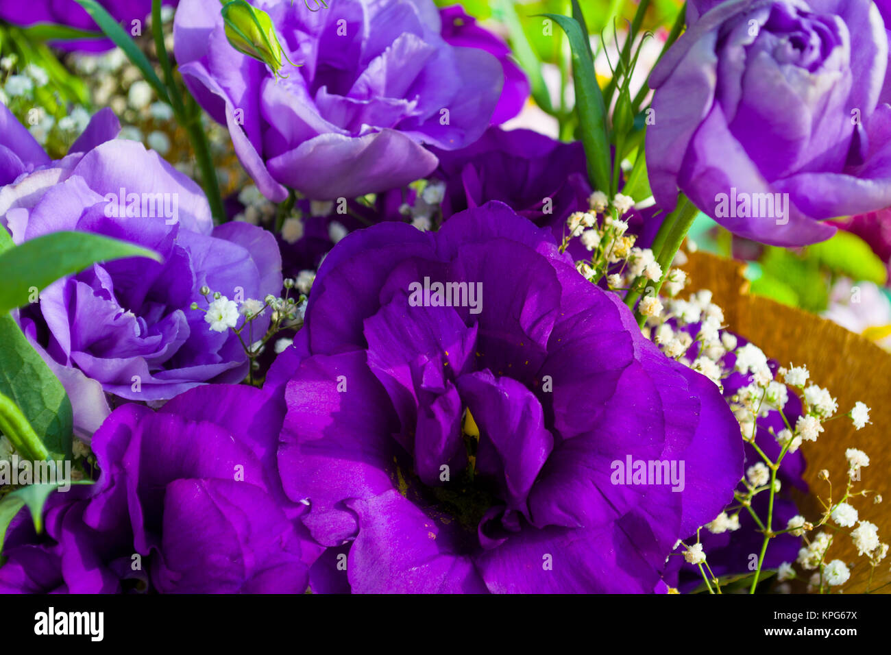 tulips and roses in weird blue color in cheerful bouquet Stock Photo ...