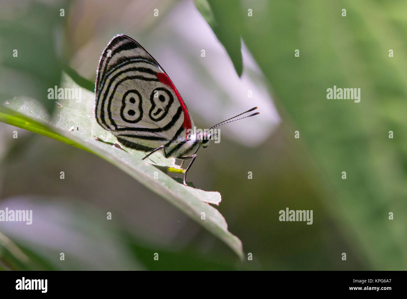 88 butterfly hi-res stock photography and images - Alamy