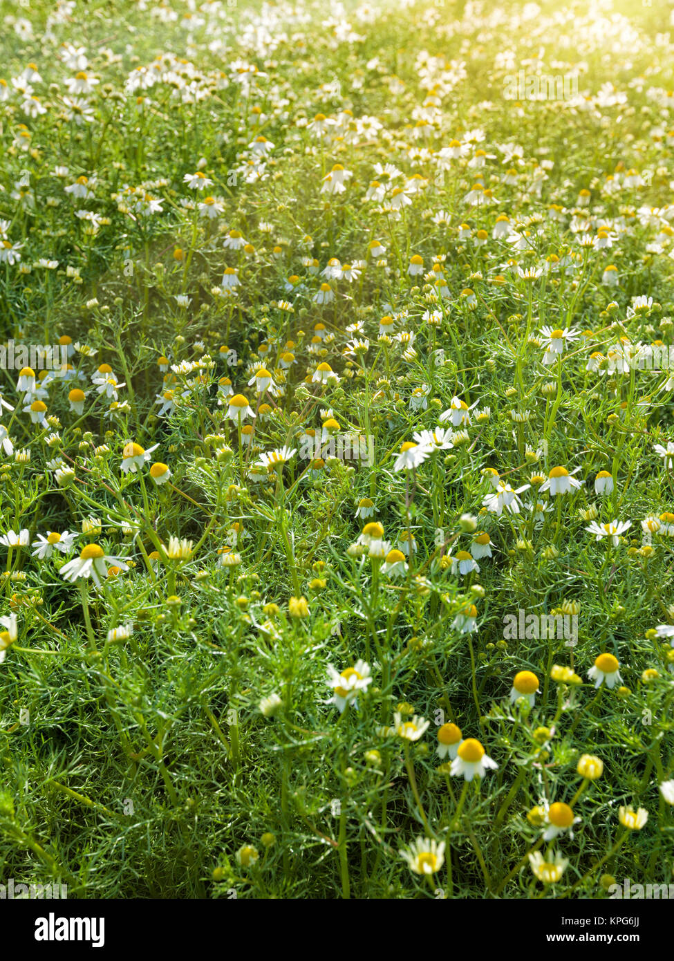 Chamomile field in bright sunlight Stock Photo - Alamy