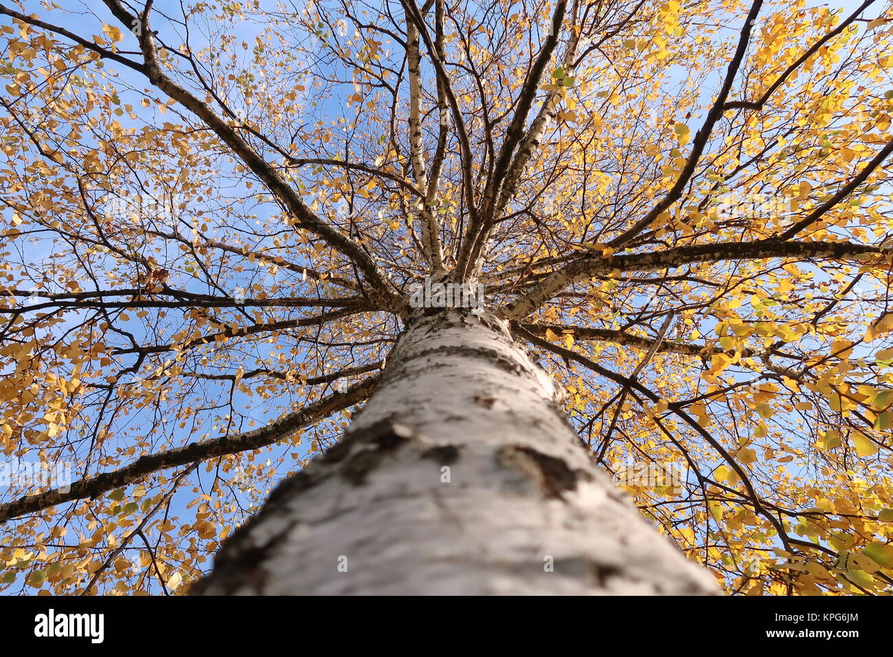 Old high birch tree hi-res stock photography and images - Alamy