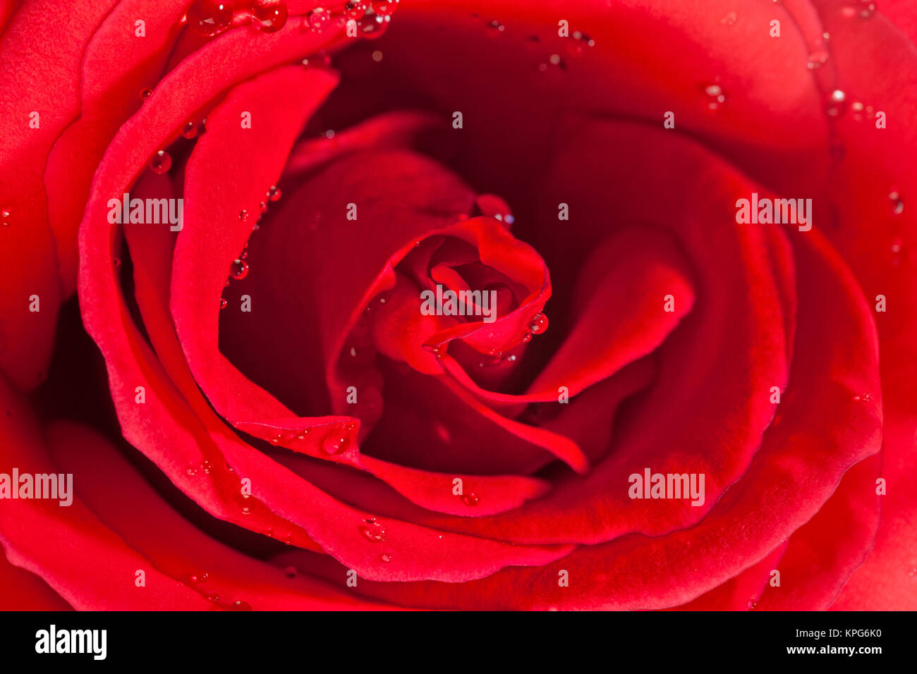 Red rose with dew drops hi-res stock photography and images - Alamy