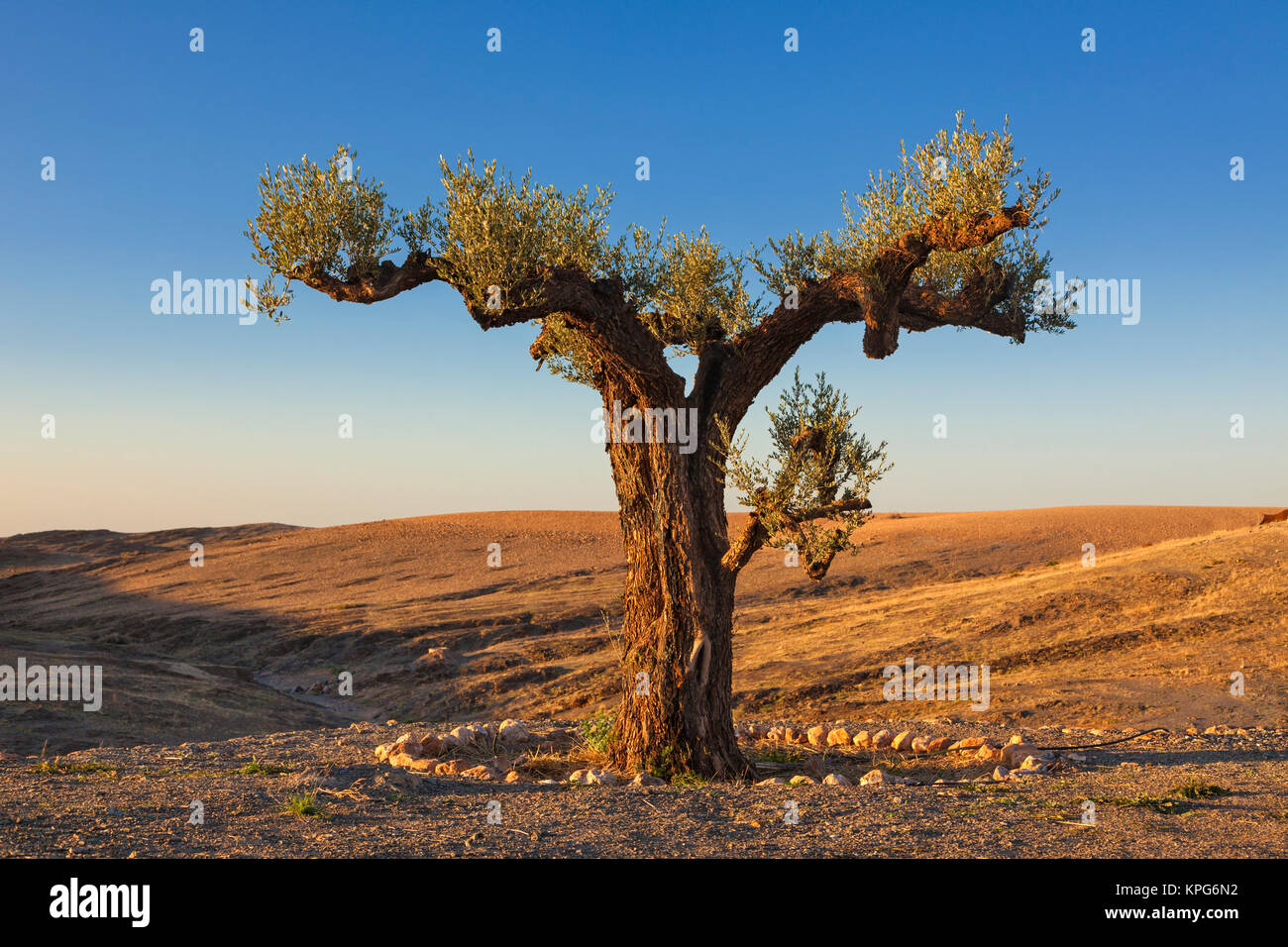 Old Olive Tree at Agafay desert, Morocco Stock Photo - Alamy