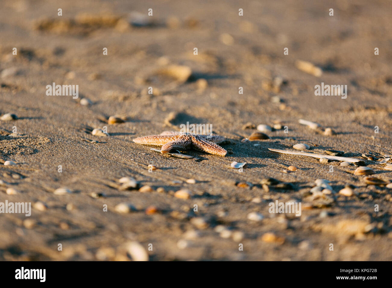 Starfish and shells on the beach at Zandvoort, Netherlands Stock Photo ...