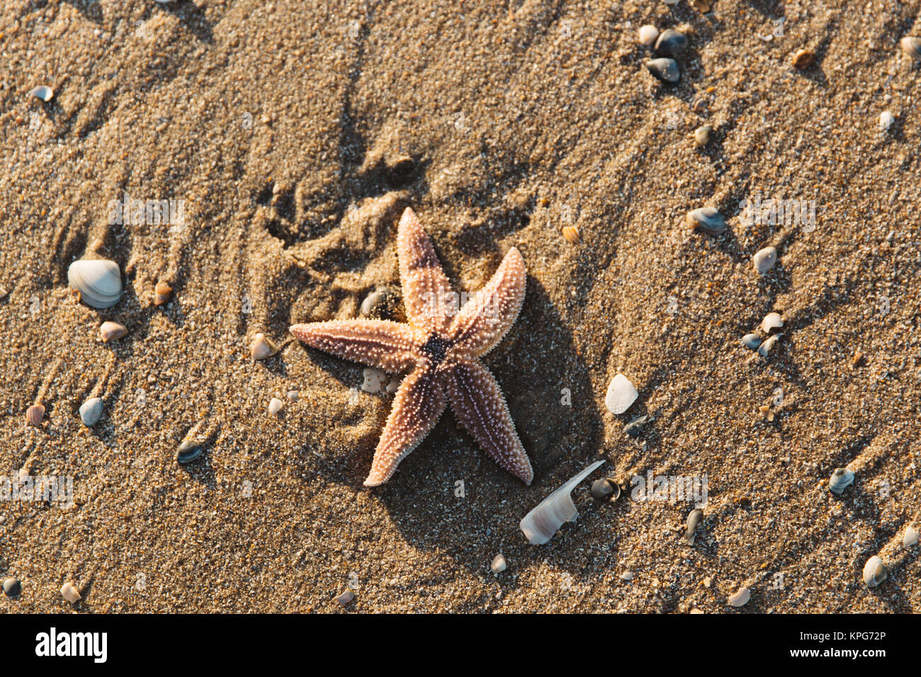 Sea Shells Starfish On Beach Stock Photos & Sea Shells Starfish On ...