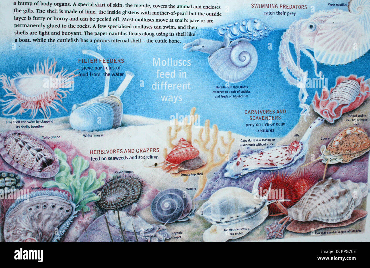 Mollusc information board at Gonubie Beach, East London Stock Photo - Alamy