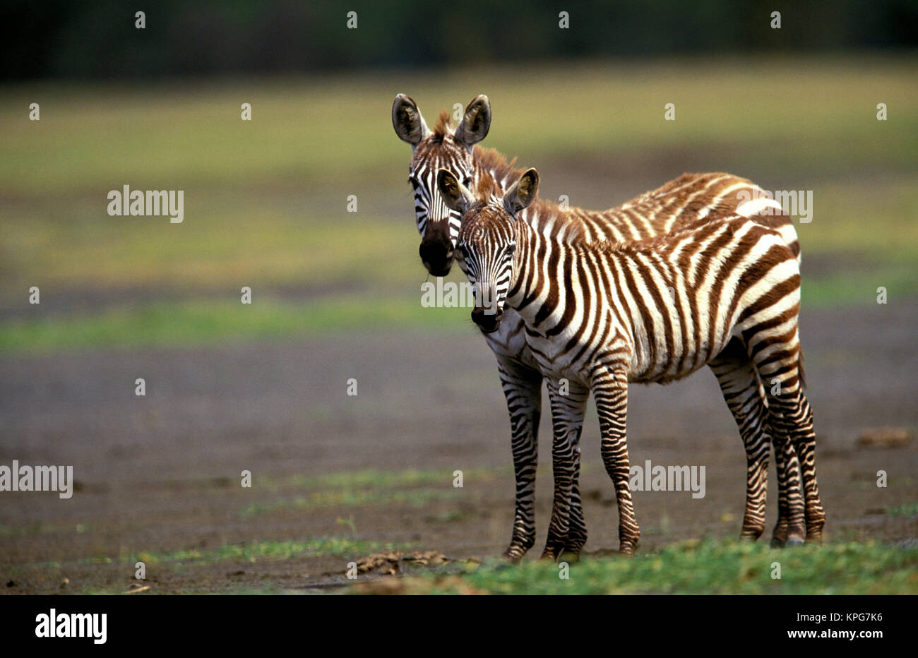 Kenya, Lake Nakuru National Park. Baby Burchell's Zebra (Equus ...