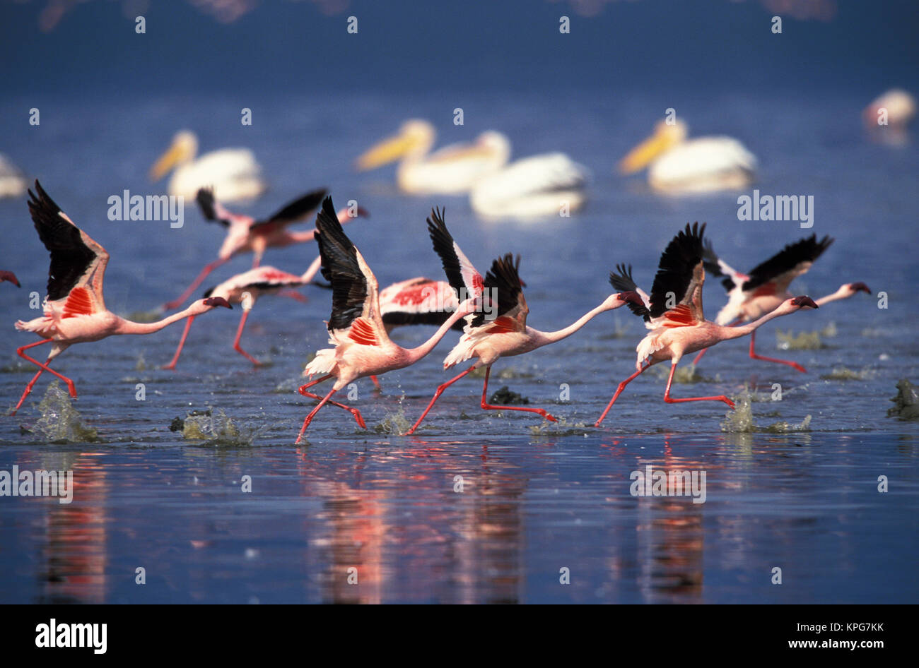 Flamingo running hi-res stock photography and images - Alamy