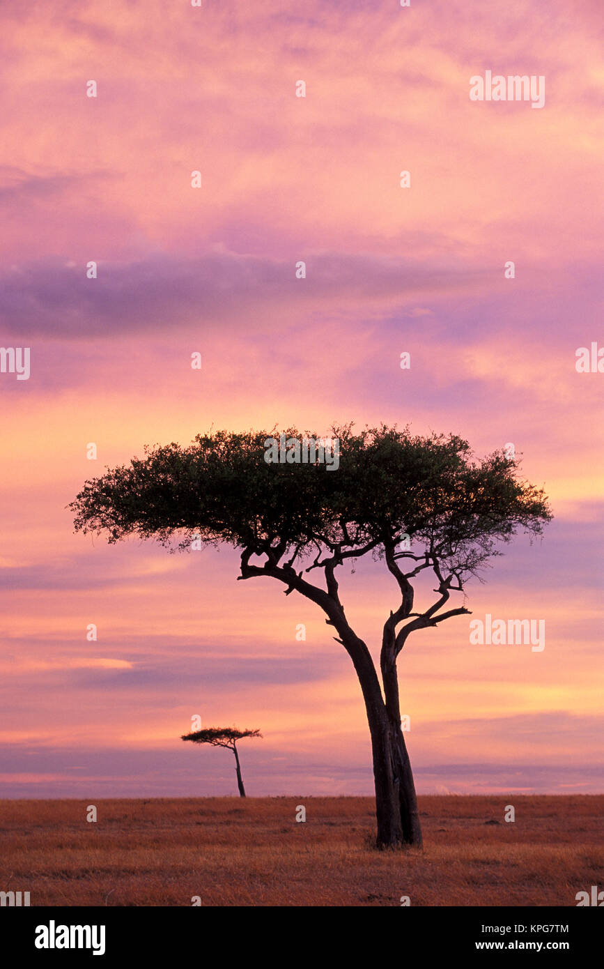 Accasia hi-res stock photography and images - Alamy