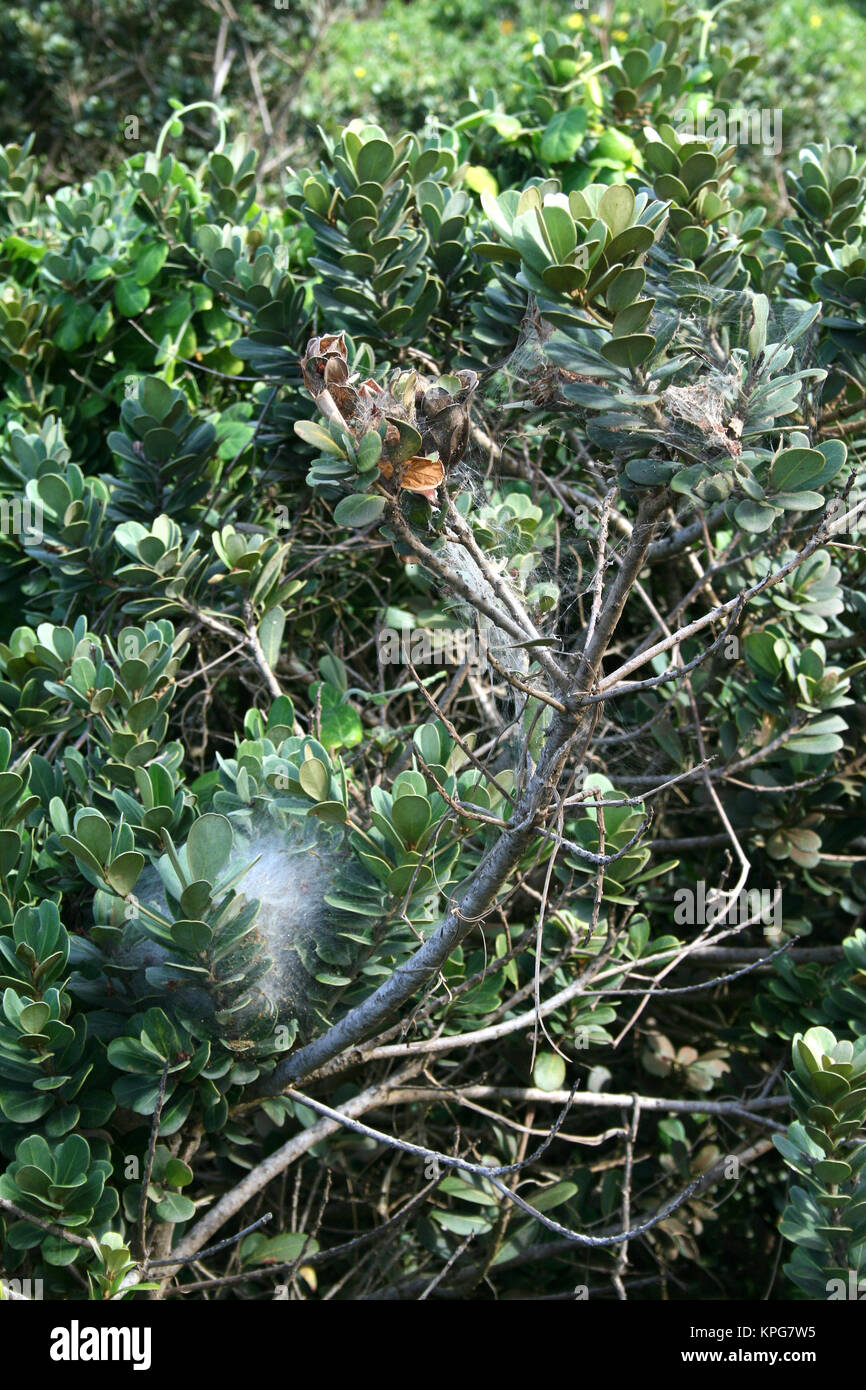 Coastal shrub hi-res stock photography and images - Alamy