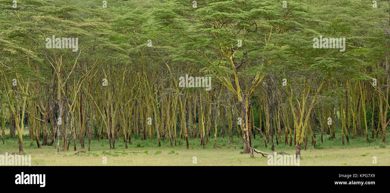 Panoramic view of Yellow fever tree, Acacia xanthophloea, Lake Nakuru ...