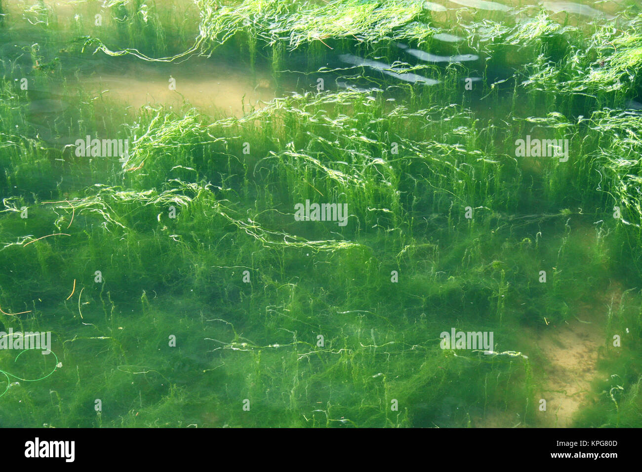 Close-up of algae growing in a tidal pool, Gonubie, East London Stock ...