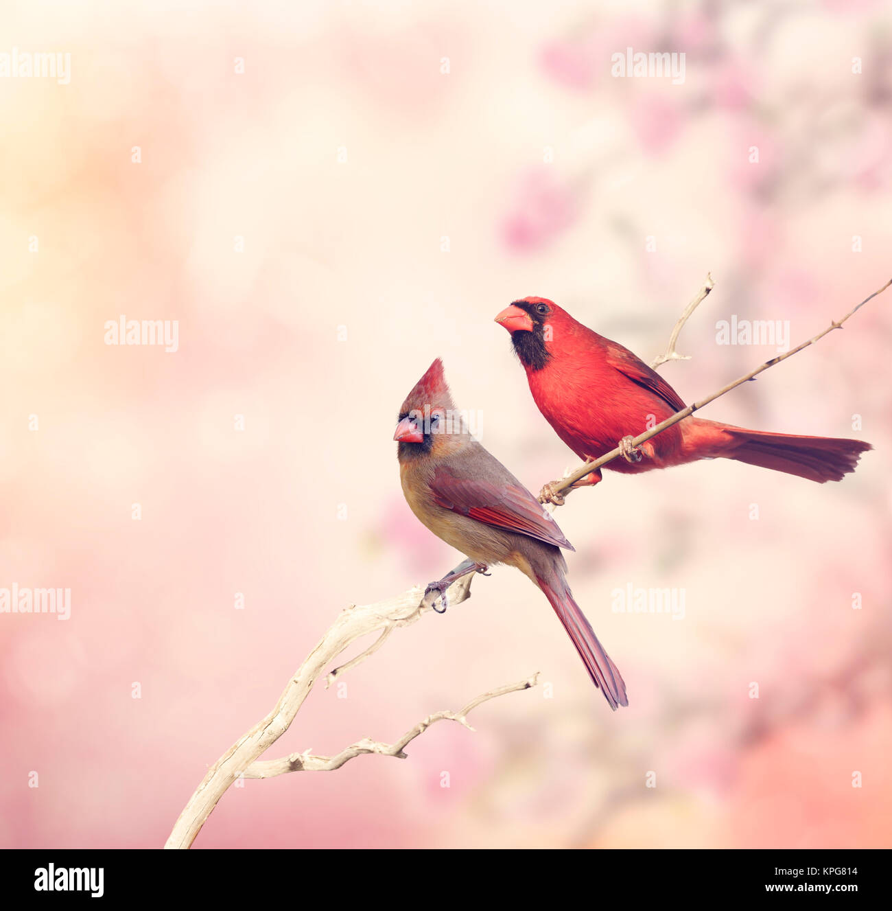 Male and Female Northern Cardinals Perching Stock Photo - Alamy