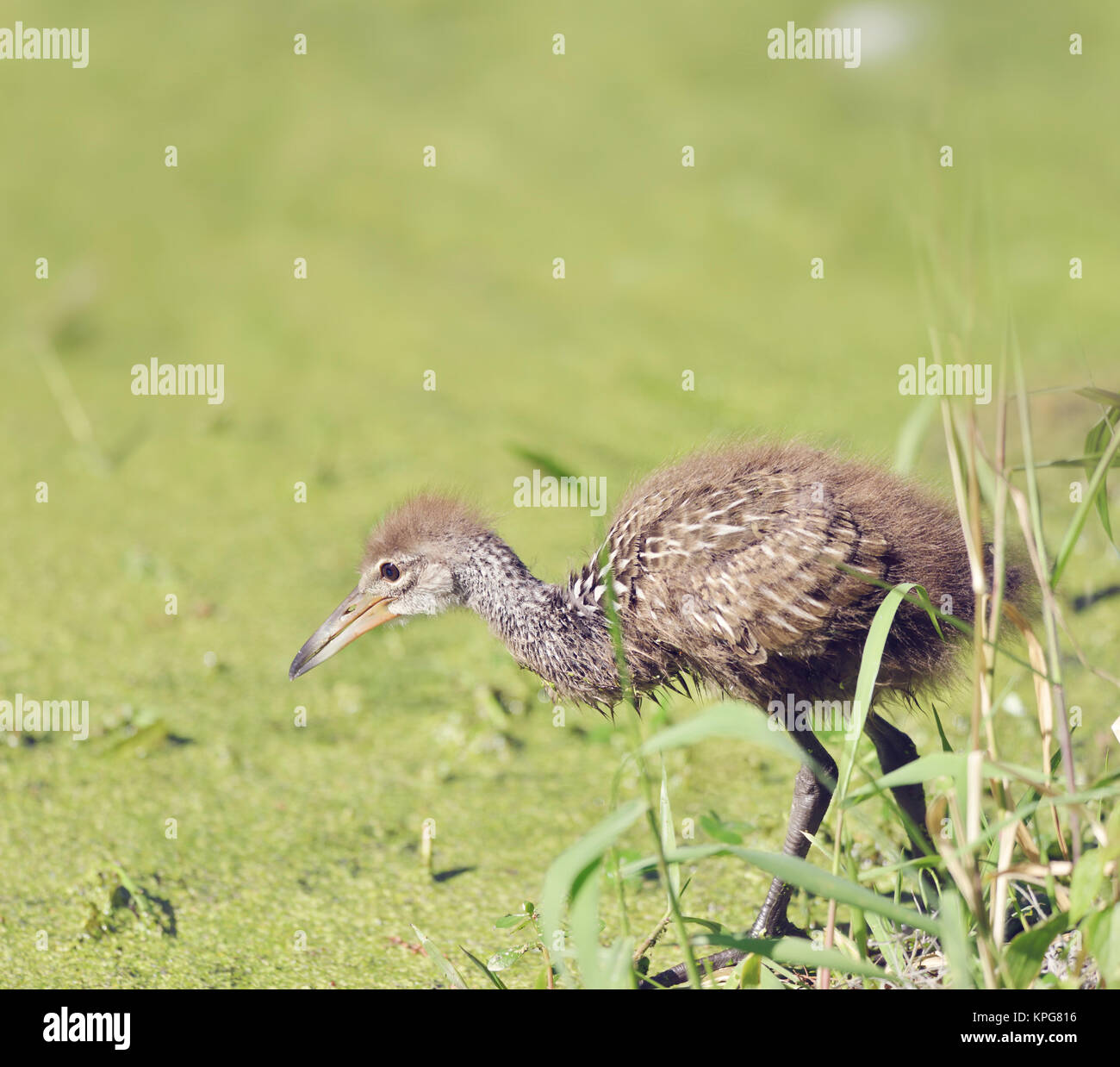 Limpkin Chick in Florida Wetlands Stock Photo - Alamy
