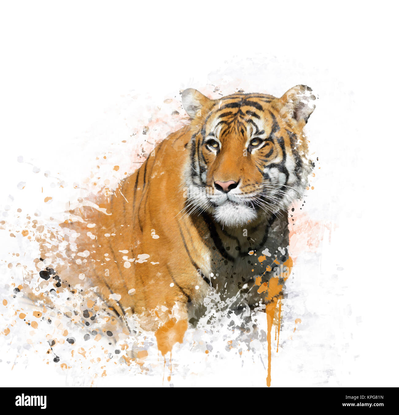 Digital Painting of Tiger Portrait Stock Photo - Alamy