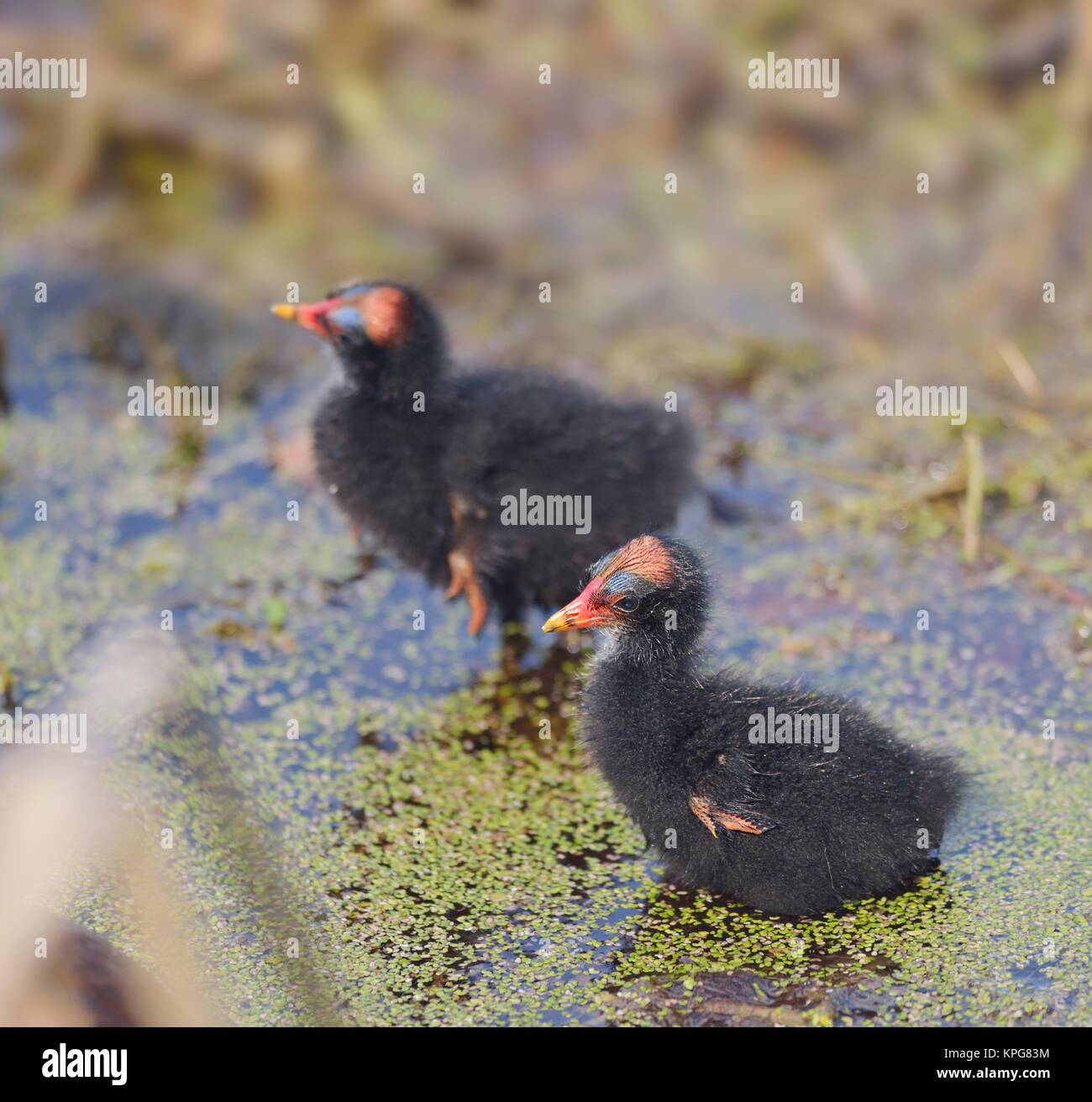 Common Moorhen Chicks in Florida Wetlands Stock Photo - Alamy