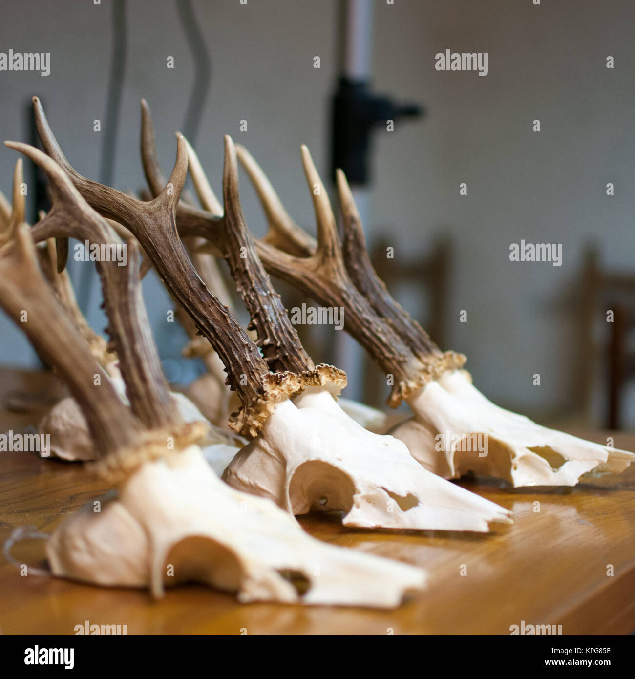 Deer fawn skull hi-res stock photography and images - Alamy