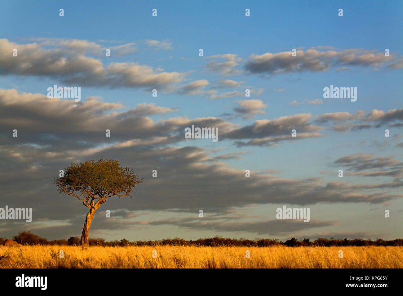 Single Umbrella Thorn Acacia tree at sunset, Acacia tortilis, Masai ...