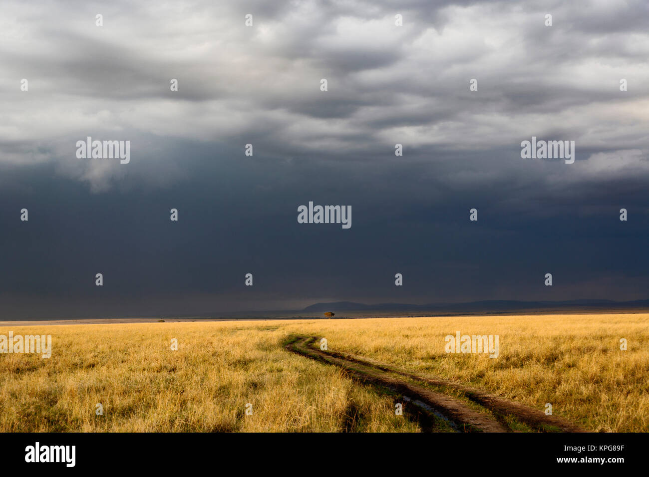 Storm clouds and road across gassy plains of the Masai Mara Game ...