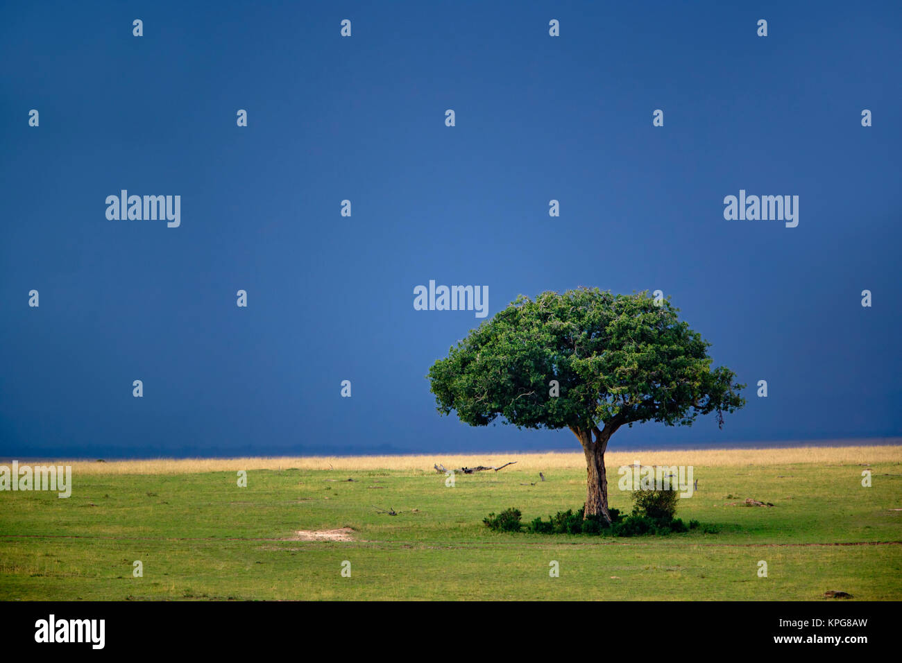 Sausage Tree, Kigelia pinnata, Masai Mara Game Reserve, Kenya Stock ...