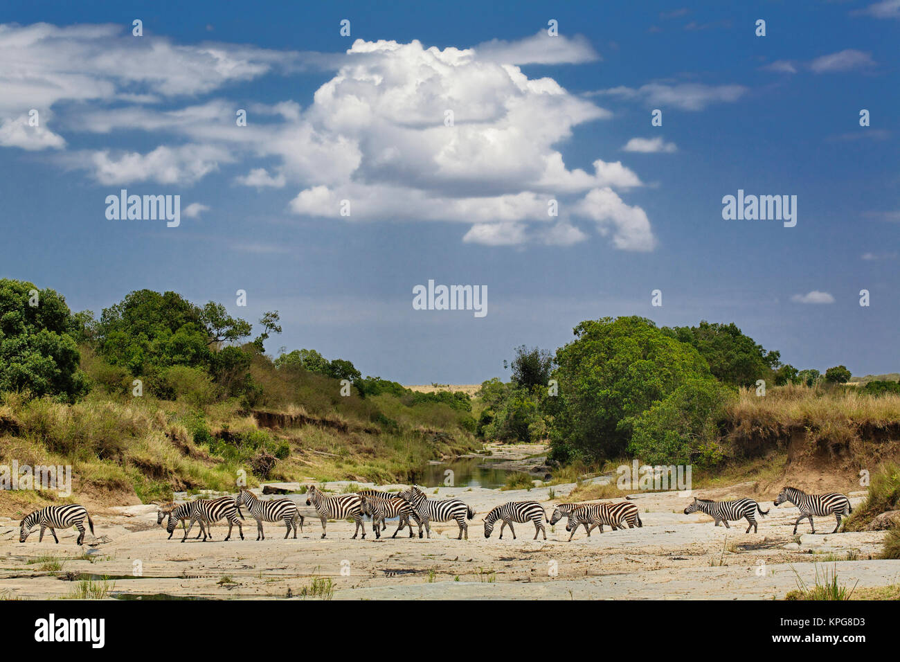 Burchell's Zebra crossing dry river bed, Equus burchellii, Masai Mara ...