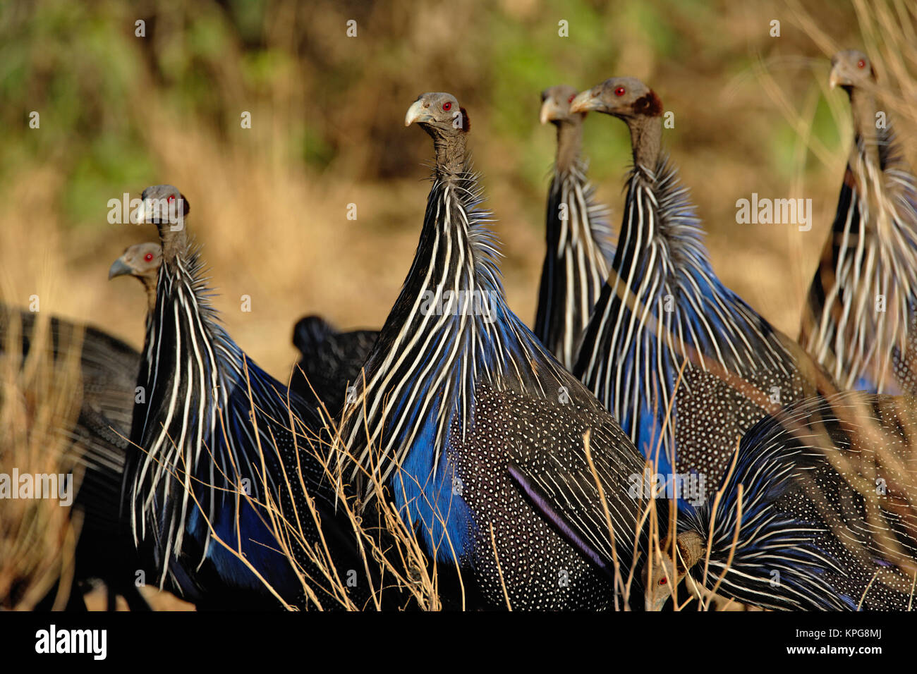 Vulturine Guinea fowl, Acryllium vulturinum, Samburu Game Reserve ...
