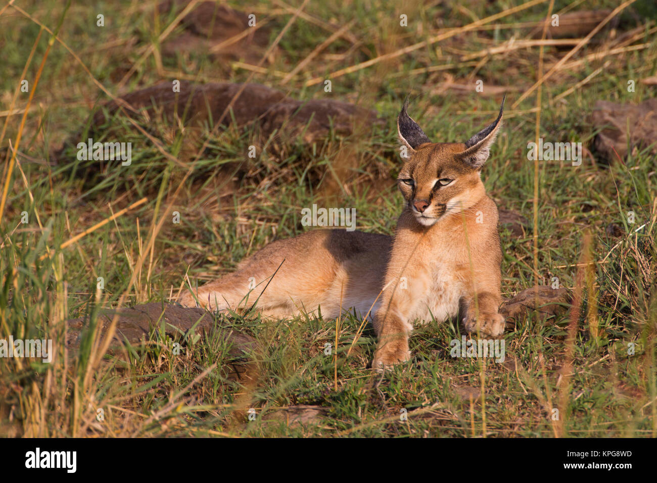 Caracal caracal caracal hunting hi-res stock photography and images - Alamy