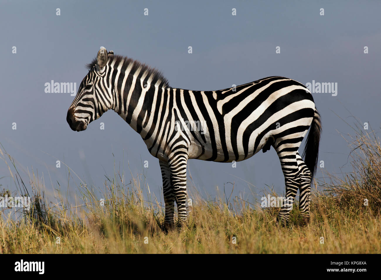 Zebra profile hi-res stock photography and images - Alamy