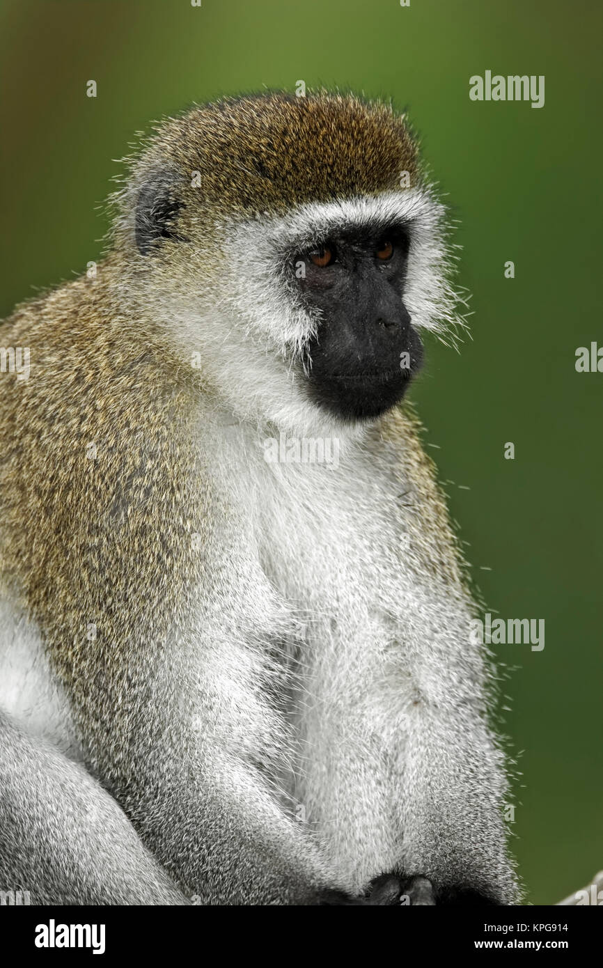 Black-faced Vervet Monkey, Lake Nakuru National Park, Kenya Stock Photo ...