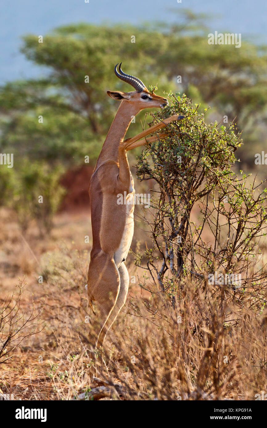 Gazelle Standing