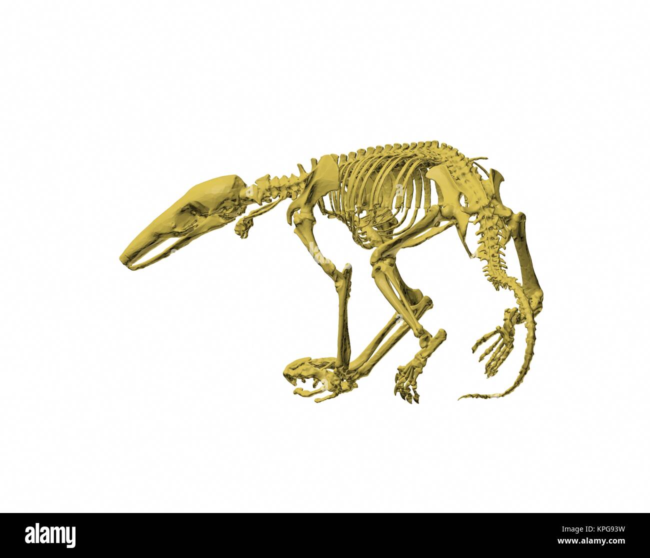 Aardvark skull hi-res stock photography and images - Alamy