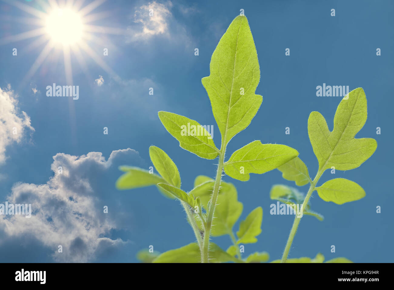 plants with sun Stock Photo - Alamy