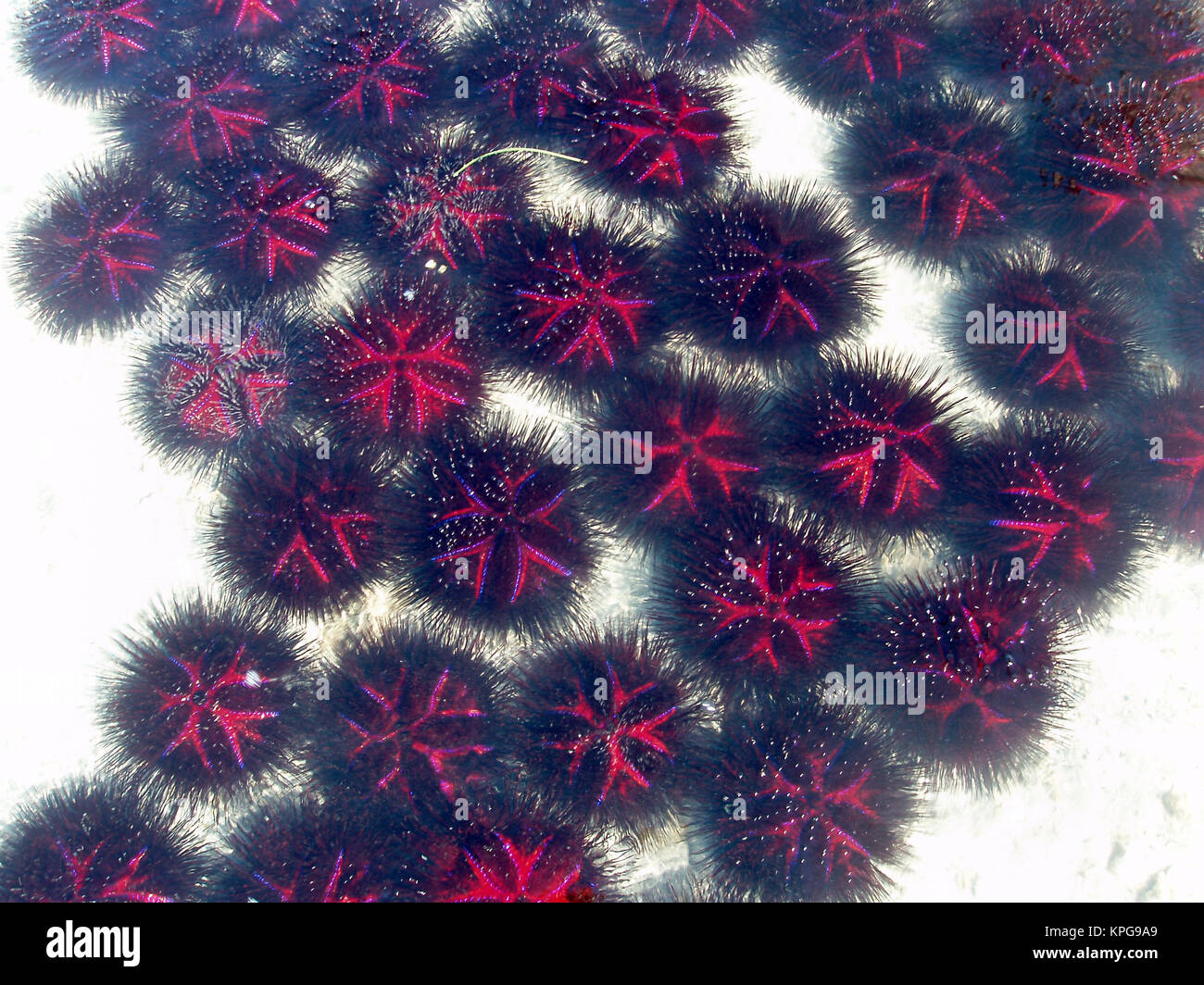 Sea urchins on sandy ocean floor. Sarodrano, Madagascar Stock Photo - Alamy