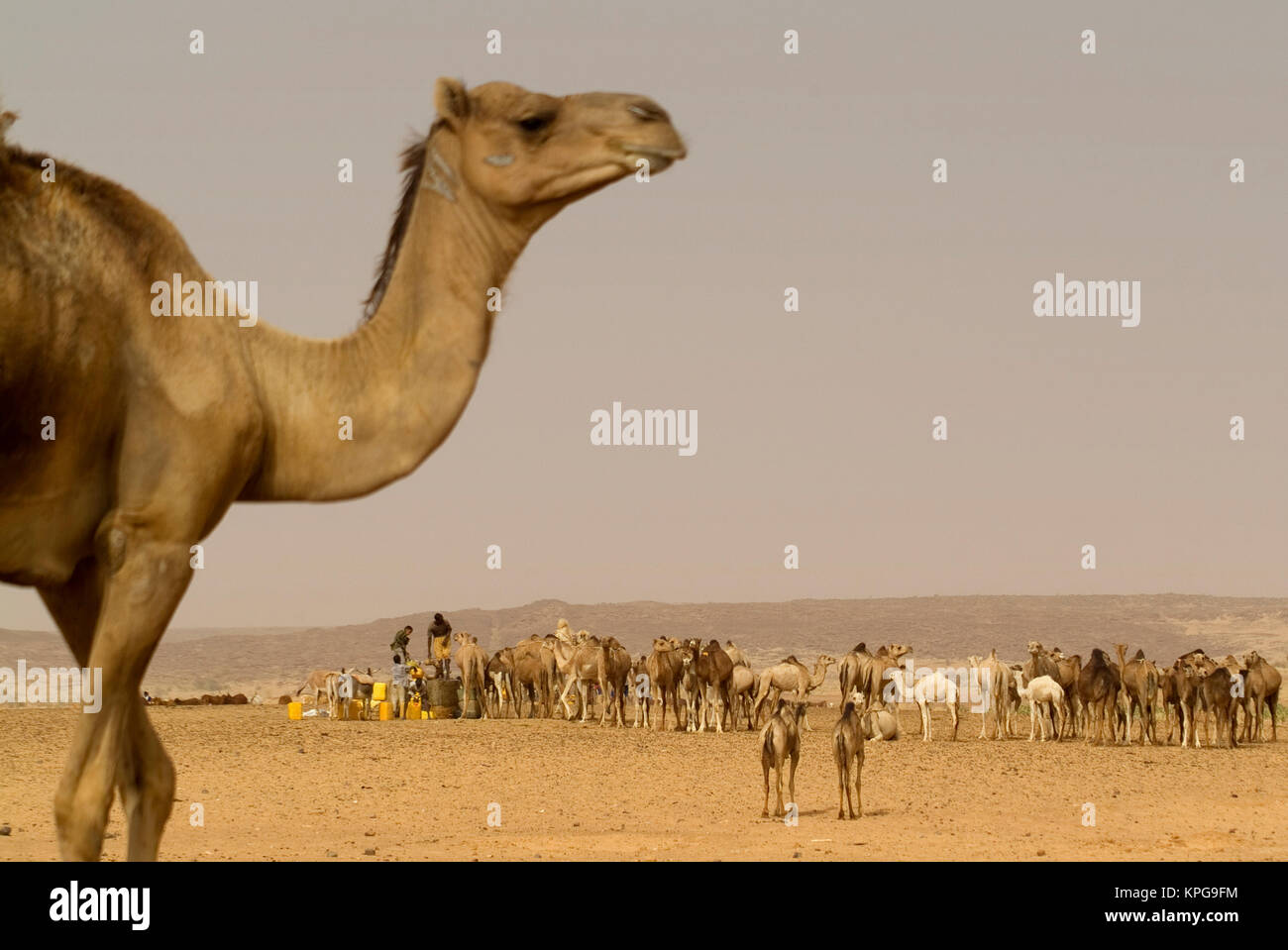 Mauritania, Guelb Jmel, Herd of dromedaries at the well Stock Photo - Alamy
