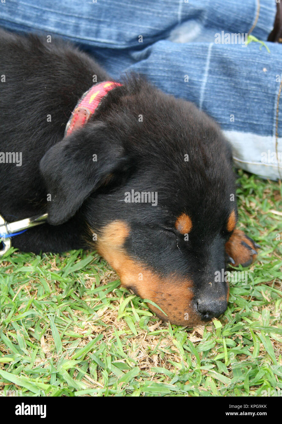 Close Up Rottweiler Puppy High Resolution Stock Photography and Images ...