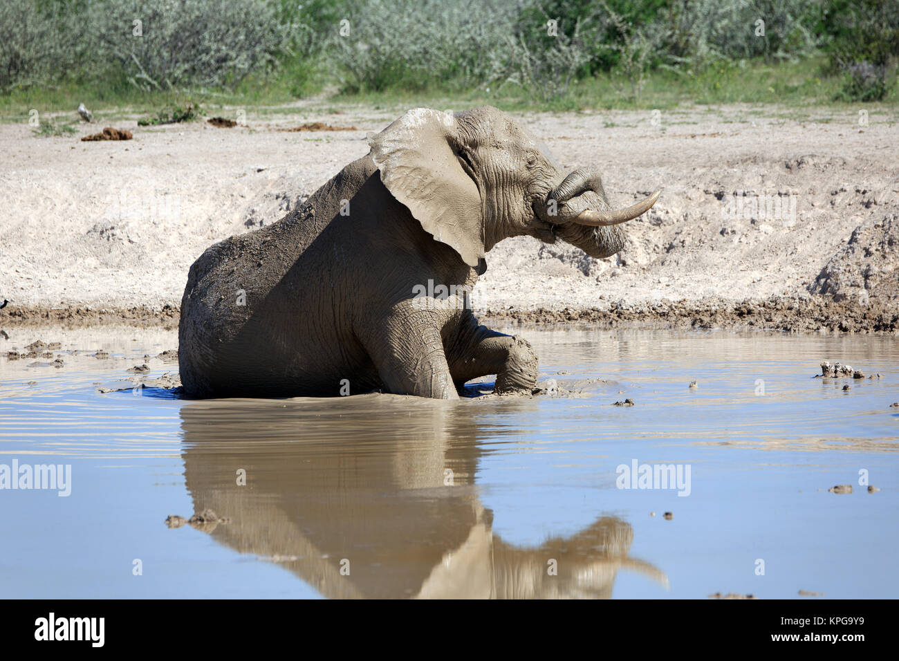Elefant am Wasserloch Stock Photo - Alamy