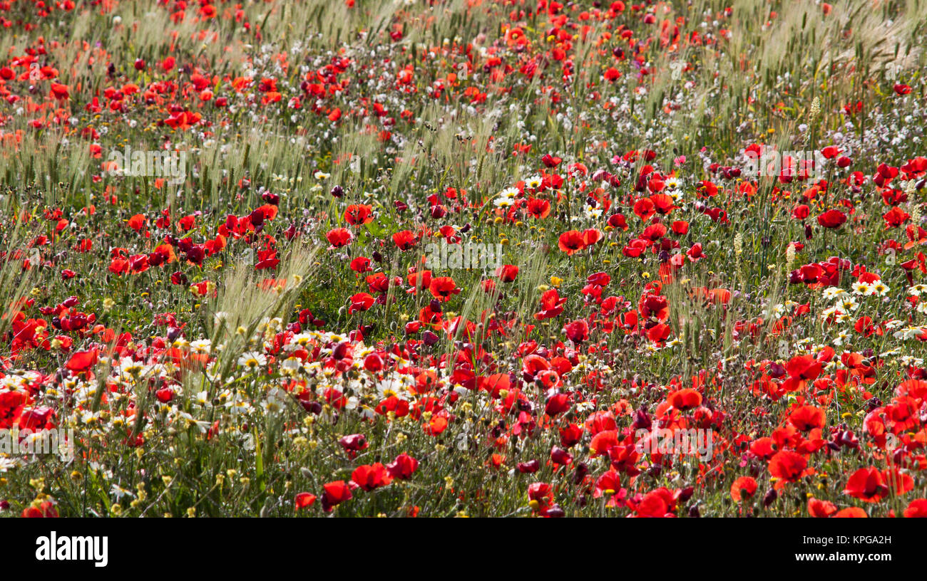 Poppy field in southern Morocco Stock Photo - Alamy