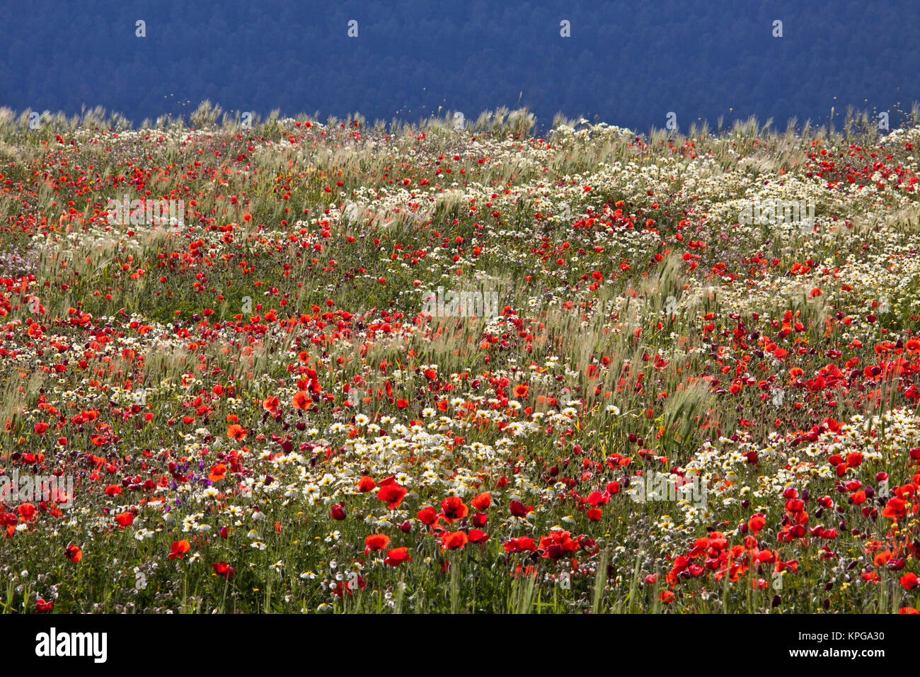 Poppy field in southern Morocco Stock Photo - Alamy