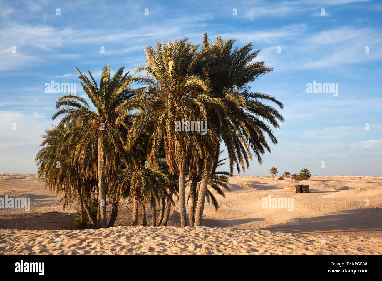 Oasis of douz tunisia hi-res stock photography and images - Alamy