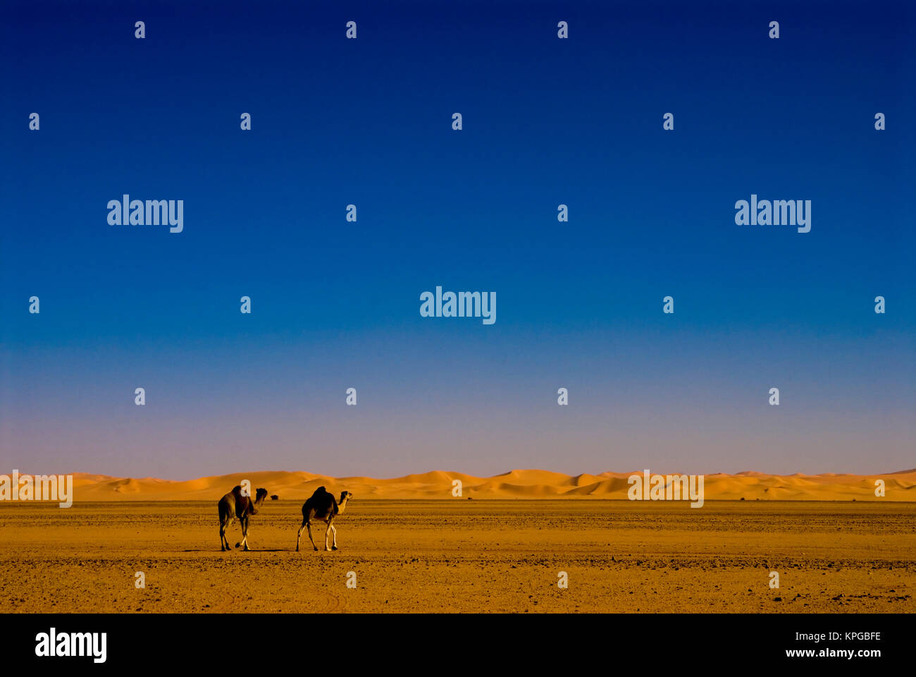 Wildlife with complimentary landscape hi-res stock photography and ...