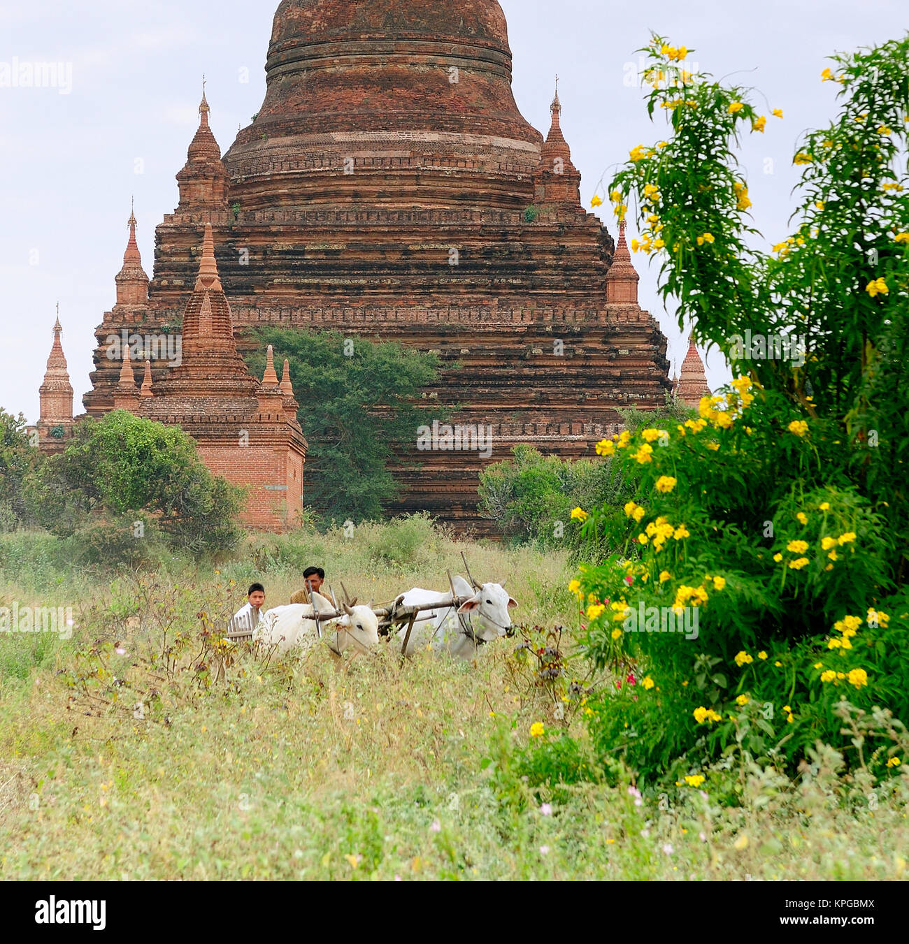 Asia, Myanmar (Burma), Bagan (Pagan). Local farmers near a Bagan temple ...