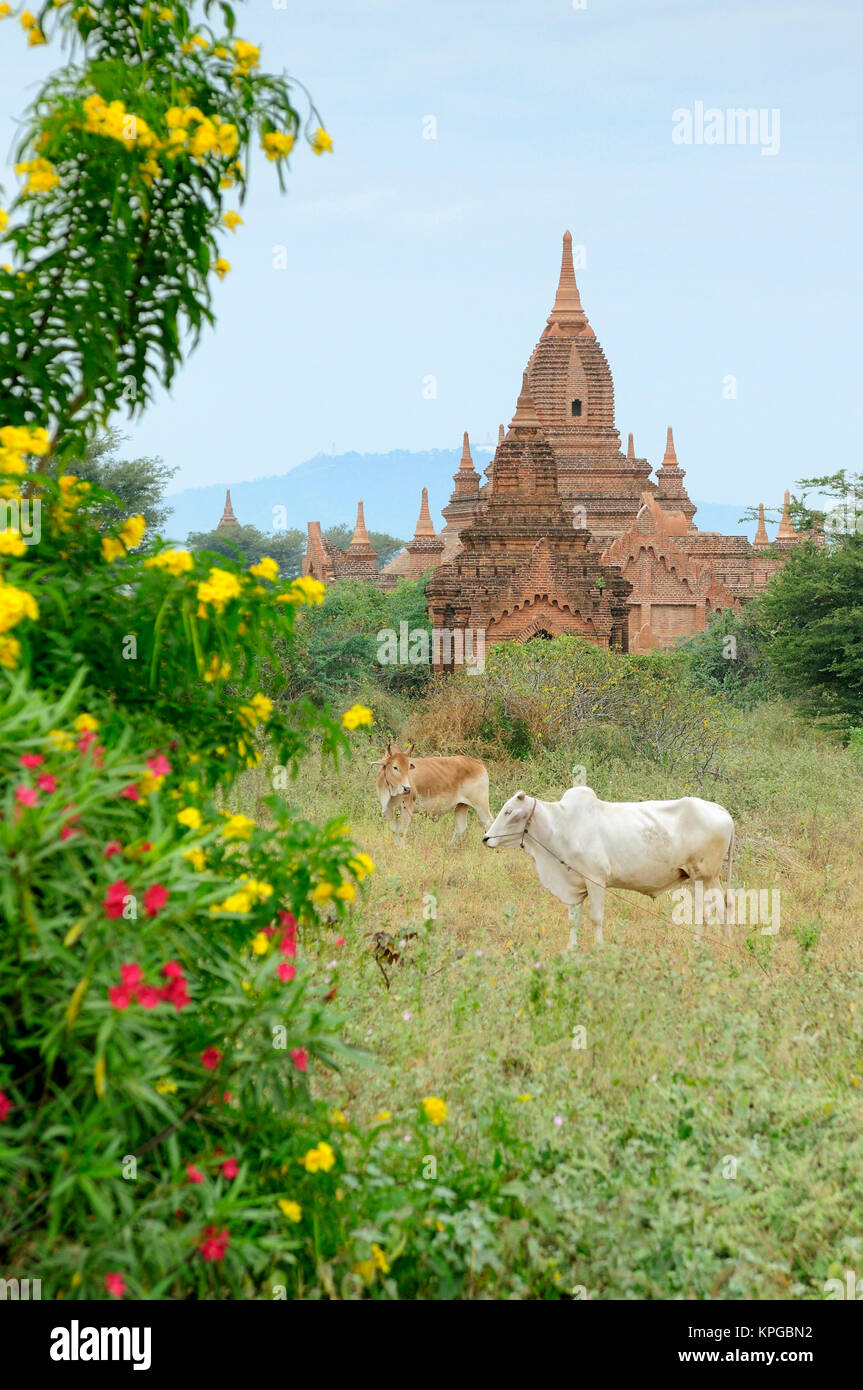 Asia, Myanmar (Burma), Bagan (Pagan). Cows grazing near Bagan temples ...