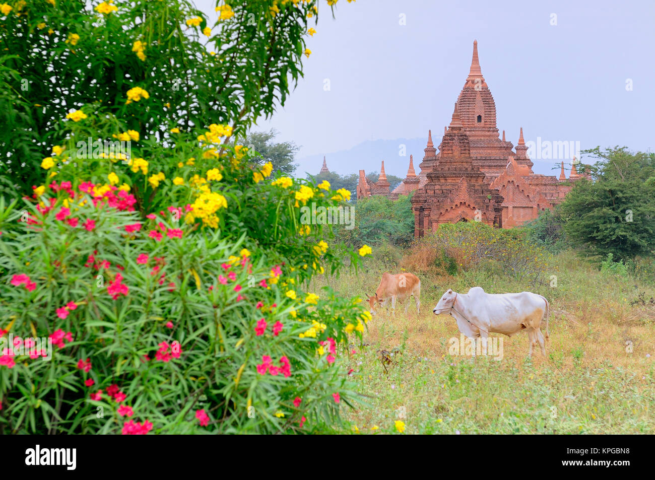 Asia, Myanmar (Burma), Bagan (Pagan). Cows grazing near Bagan temples ...