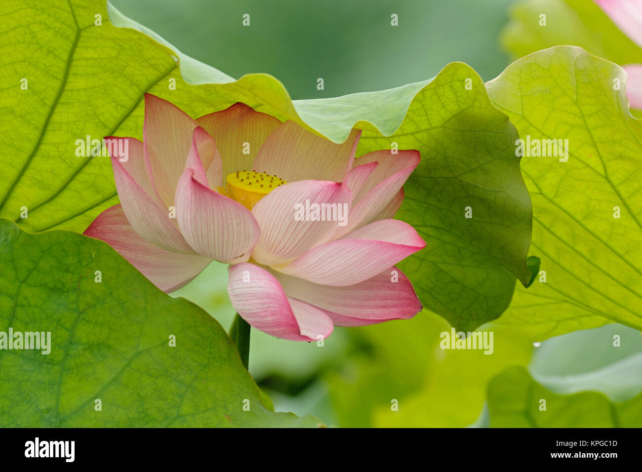 China lotus flower hi-res stock photography and images - Alamy