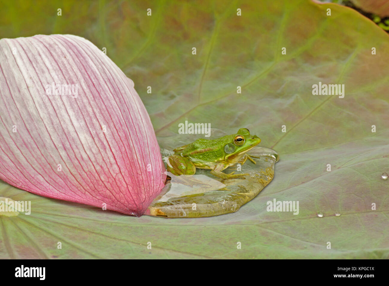 Frog and lotus flower hi-res stock photography and images - Alamy