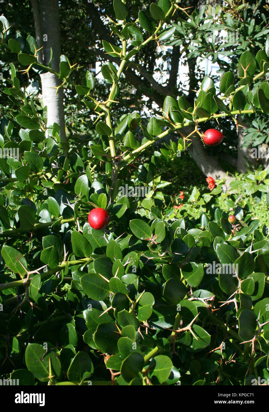Natal plum hi-res stock photography and images - Alamy