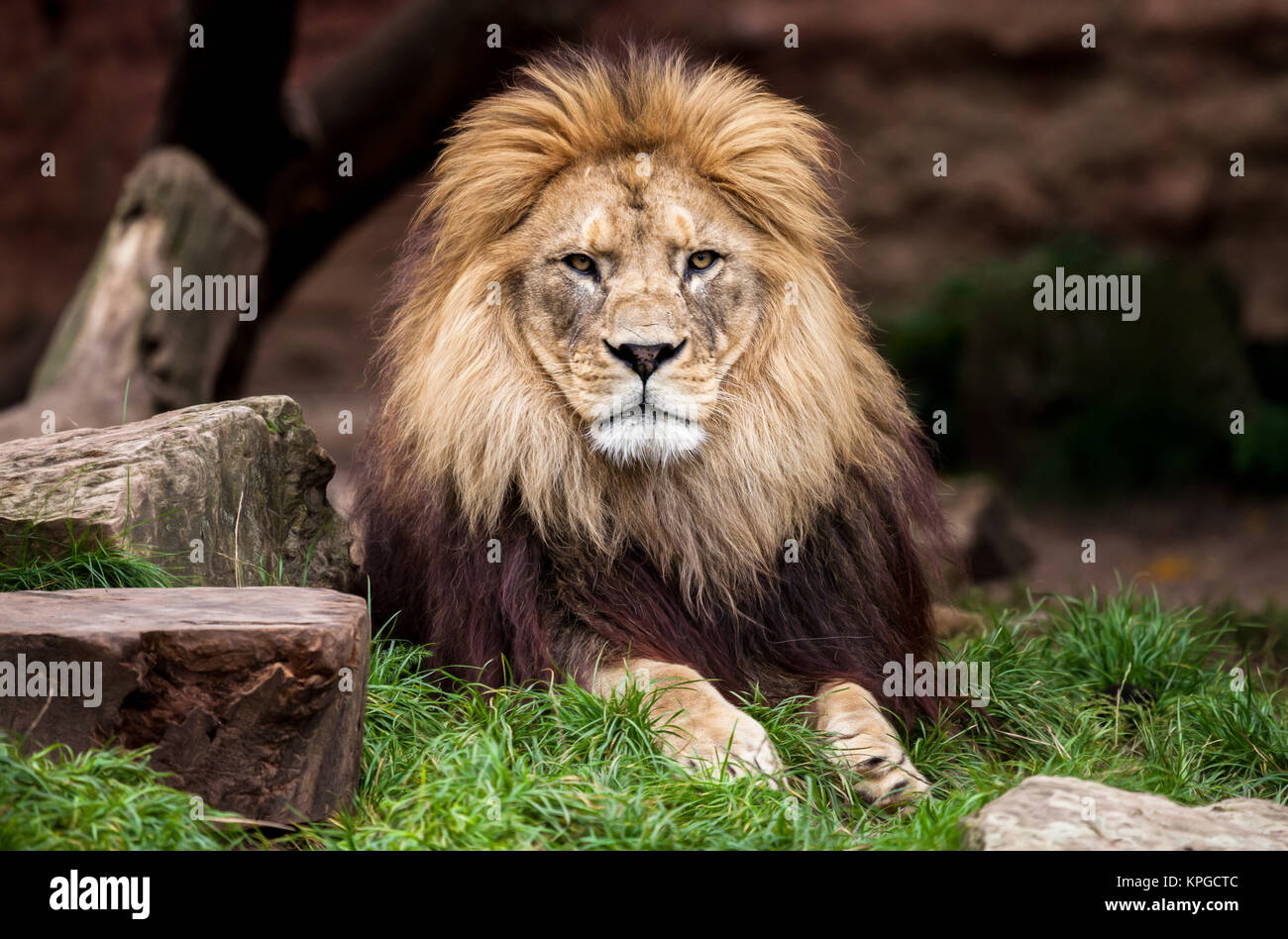 lion portrait, lion looks in the camera Stock Photo - Alamy