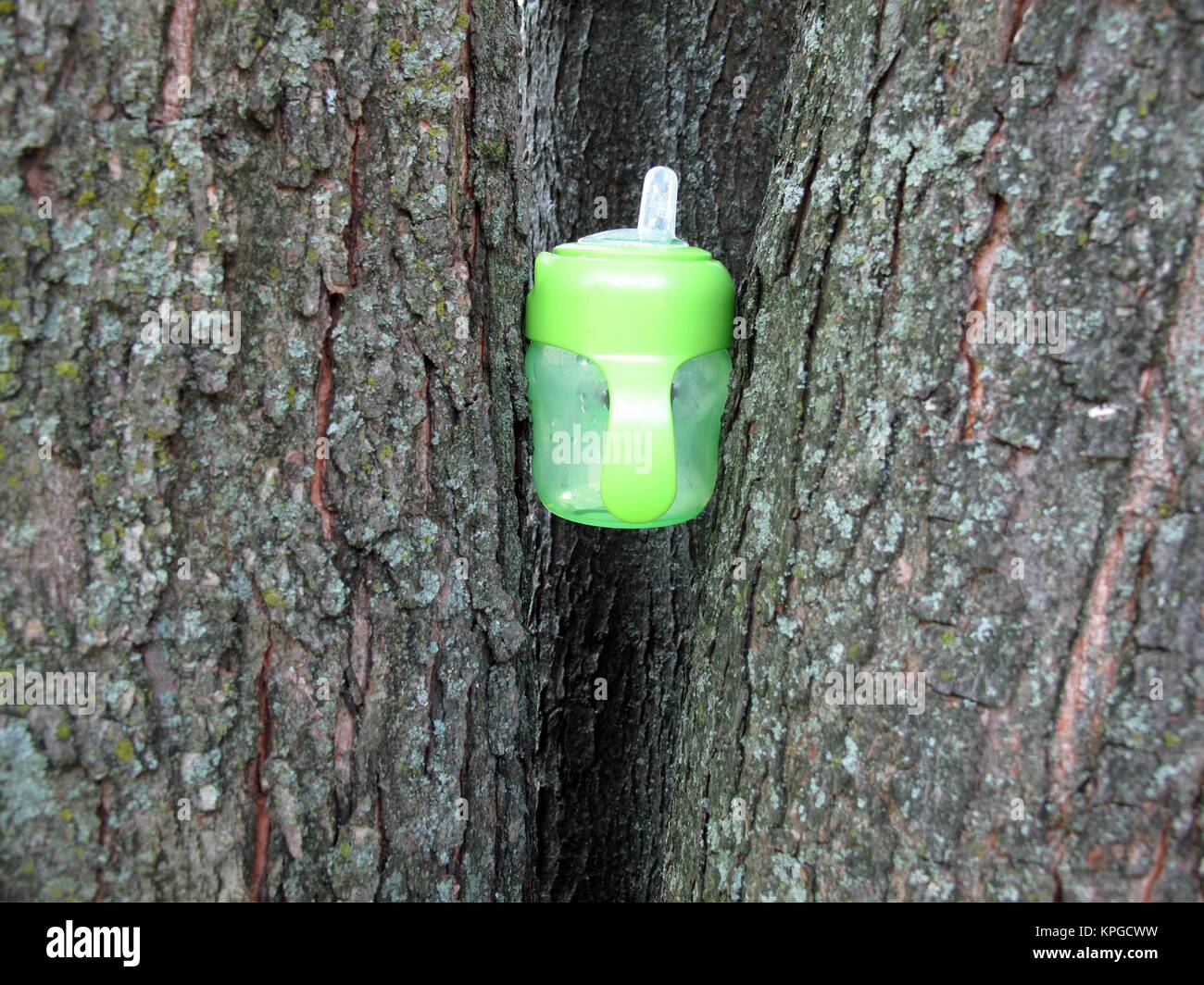 Sippy Cup Between Two Trees Stock Photo Alamy